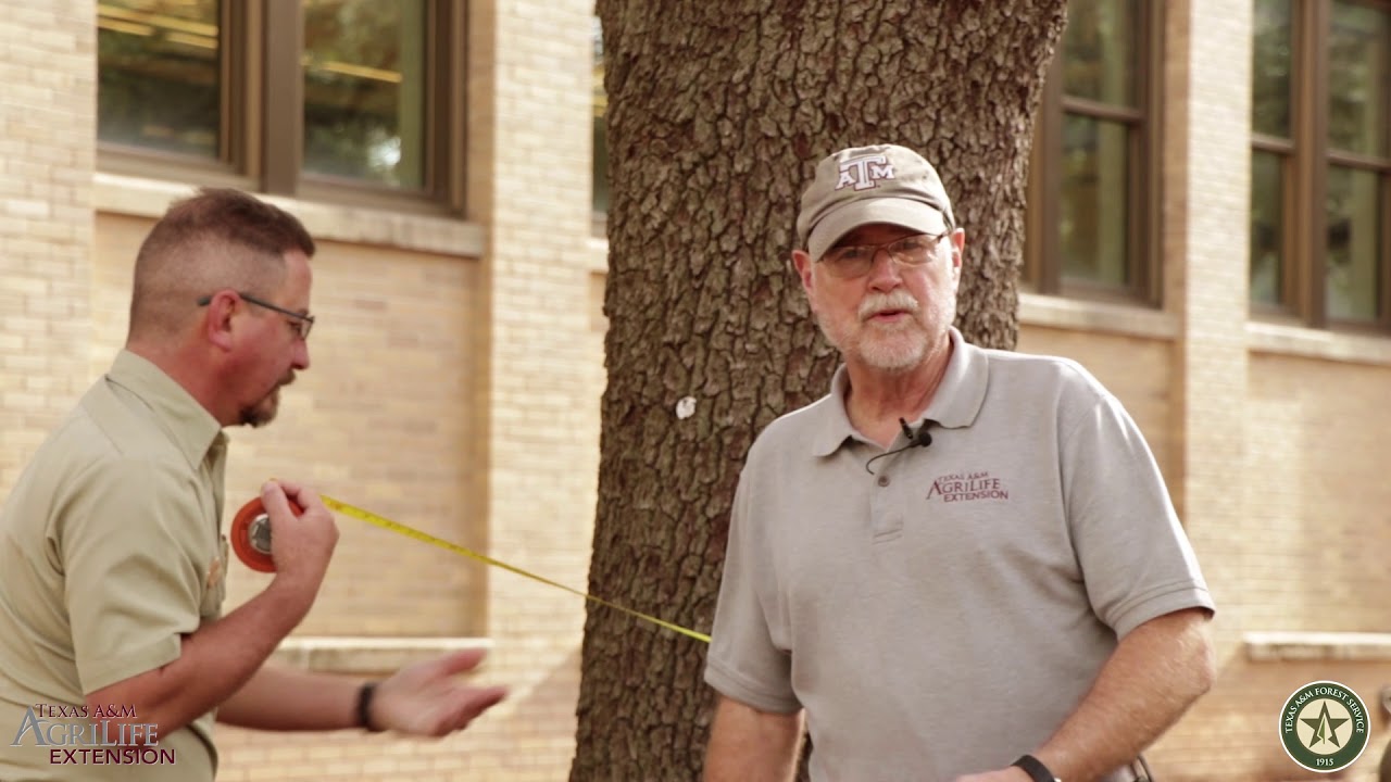 Fungicide Injection for Oak Wilt Treatment: Macro System - YouTube