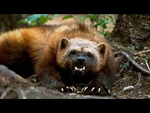 Interesting Wolverine Facts 🦛 - YouTube