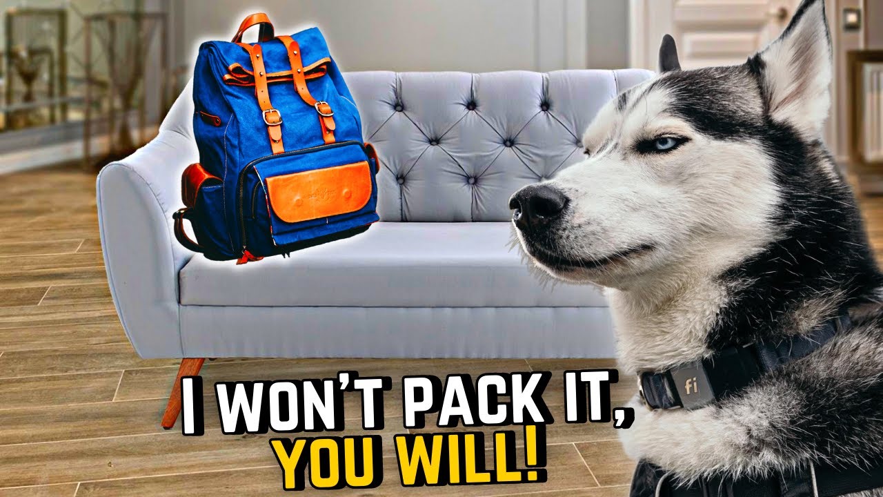 Dog Backpack Memes Smiling Dog Meme" Backpack For Sale By Mashz