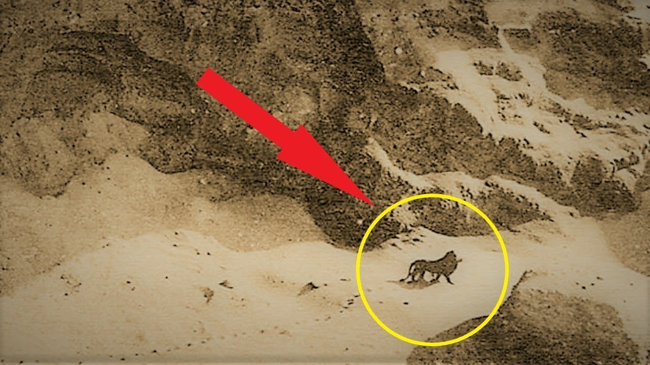 ¡El último león de Berbería! ¡Una especie extinta en libertad! - YouTube