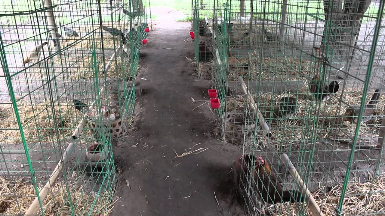 BREEDING AREA - YouTube