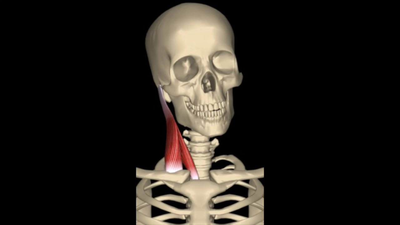 Muscolo Sternocleidomastoideo - YouTube