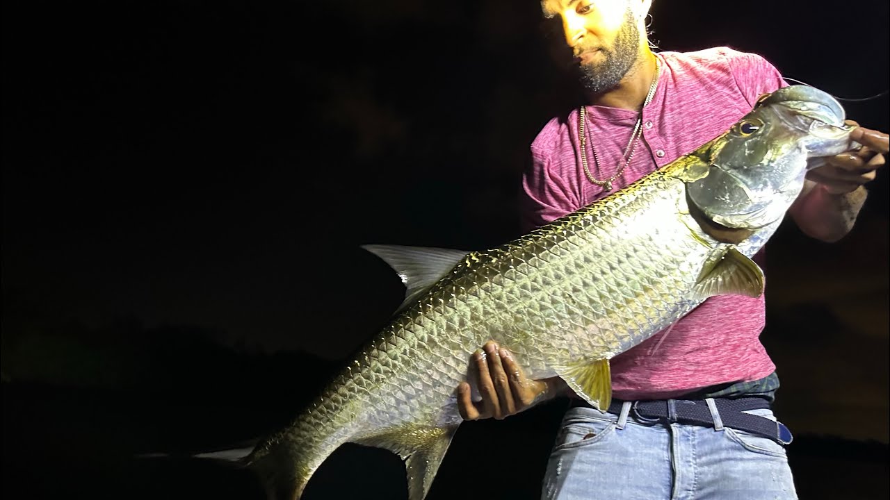 Dock lights for some tarpon ! Slurped up the live pilcher - YouTube