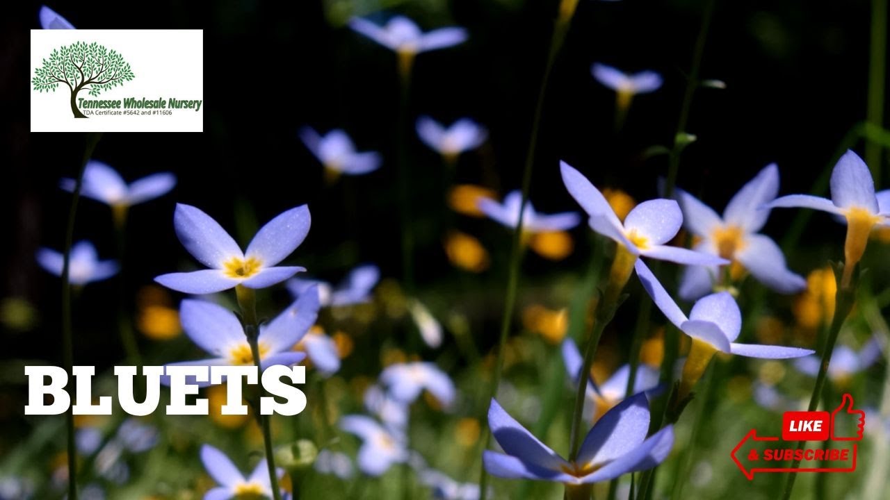 Bluets Flower Seeds | Best Flower Site