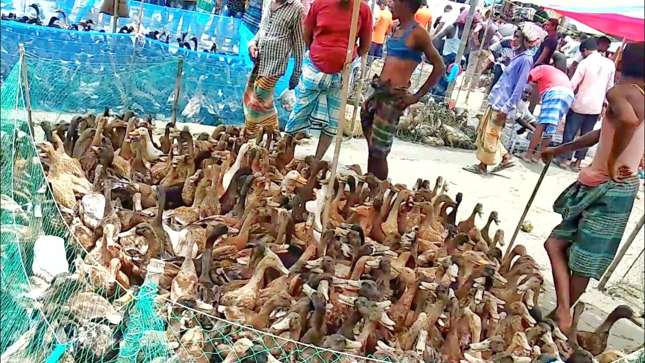 Muslim Eid Ul-Adha Duck Market In Bangladesh | Live Huge Duck Buy Sell ...