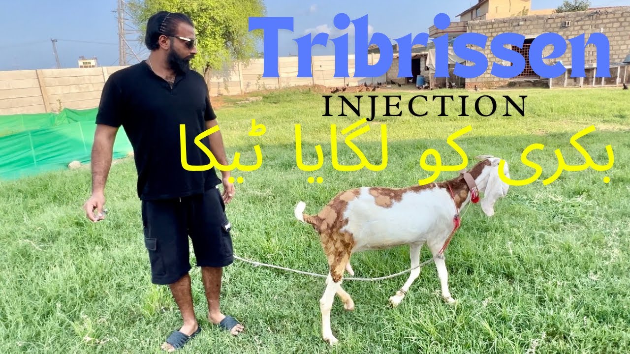 Tribrissen injection for goats | Tribrissen doze | how to inject goat 🐐 ...
