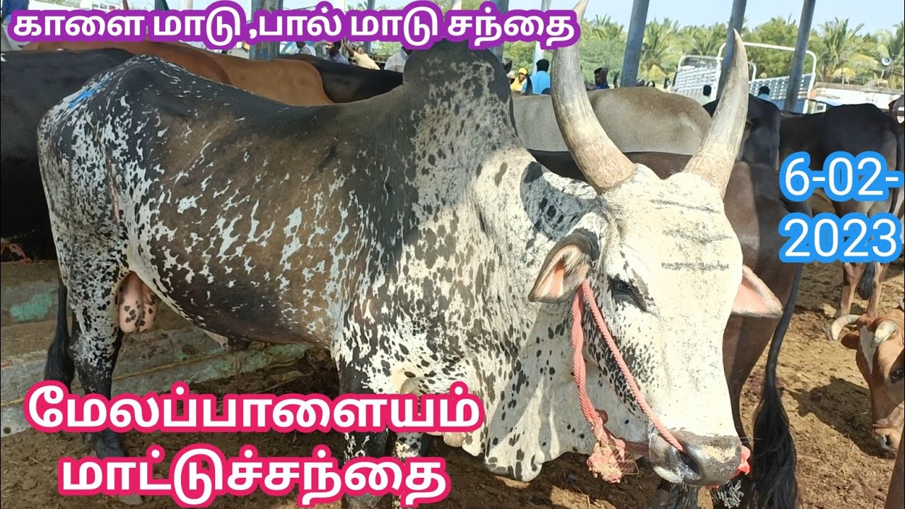 Melapalayam cow market | மேலப்பாளையம் மாட்டிச்சந்தை | kalnadai tholan ...