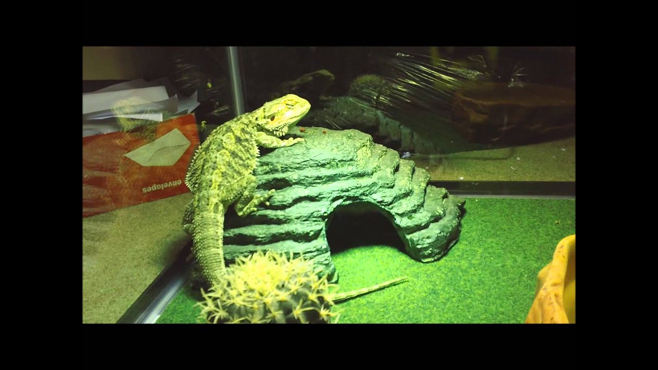 New Bearded Dragon | Foster Animal | 2015 - YouTube