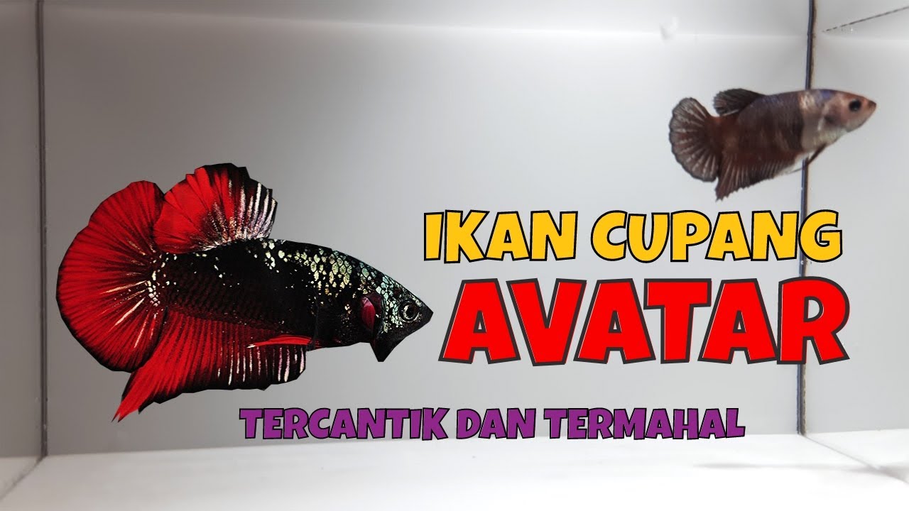 IKAN CUPANG AVATAR TERCANTIK TERMAHAL - JENIS IKAN CUPANG AVATAR 2020 ...