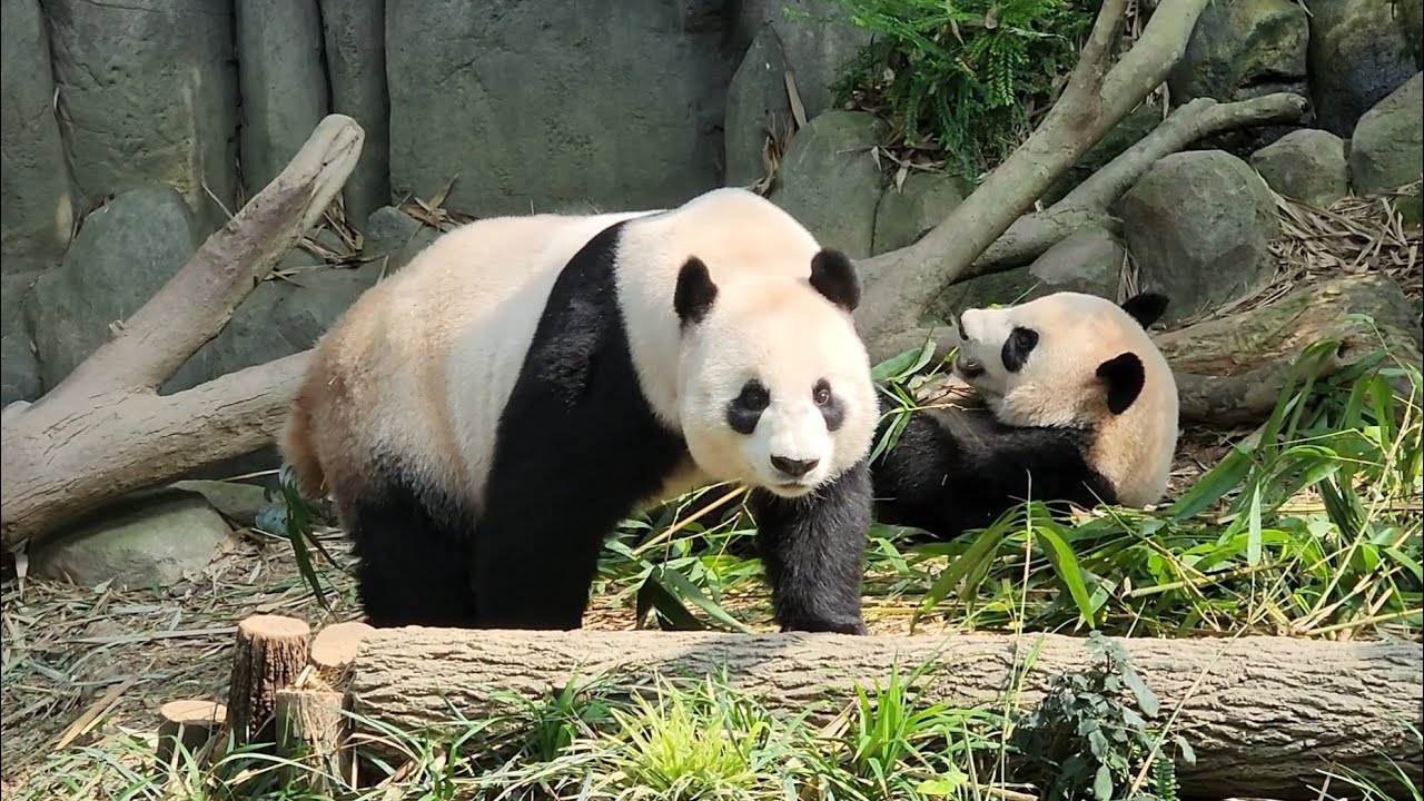 20230415 Giant Panda Jia Jia 嘉嘉 & Le Le 叻叻 - Morning session @ River ...