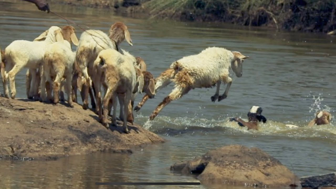 Sheeps swimming, Lake crossing, Sheeps jumping into the river - YouTube