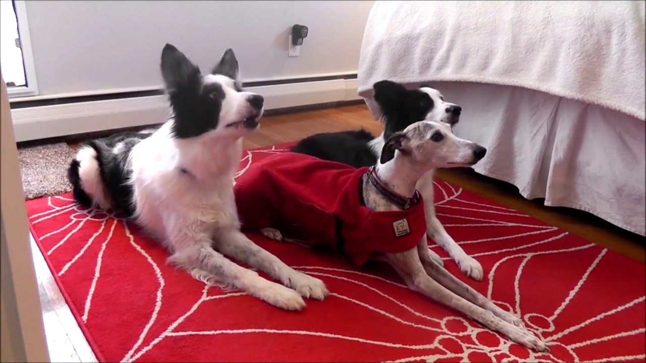 3 Dog Paw Dance - YouTube