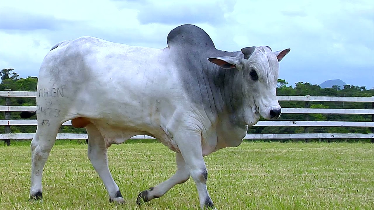 LOTE 33 FHGN A 2473 - YouTube