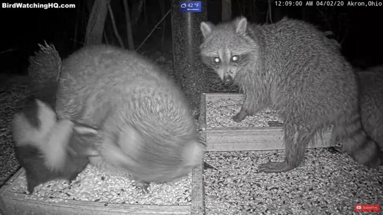 Skunk Bites Raccoon, Skunk Moonwalk ... BWHQ Akron, OH - YouTube