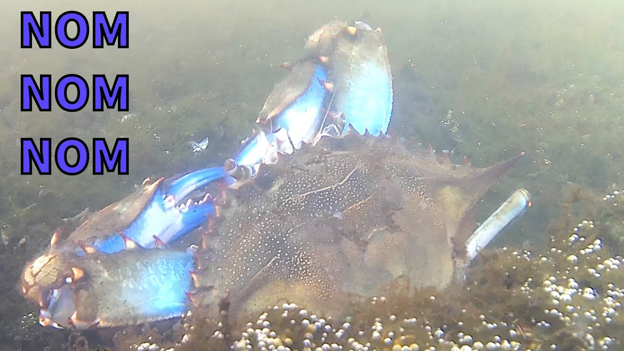 Crab chows down on MUSSELS! Amazing underwater footage! - YouTube