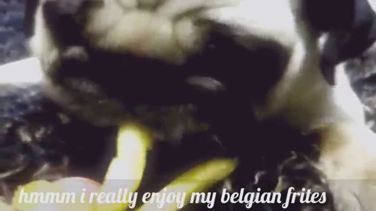 FUNNY PUG VIDEOS : LOTTE "PSYCHEDELIC" BELGIAN'S FRIES - YouTube
