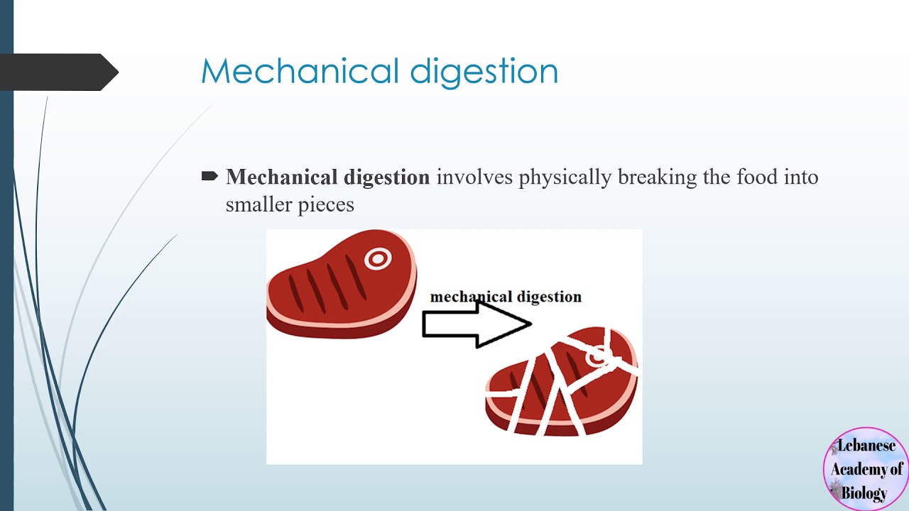 Mechanical and Chemical digestion - Grade 9 - YouTube
