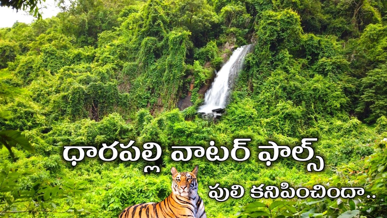 ధారపల్లి DHARAPALLI WATERFALLS |tiger update - YouTube