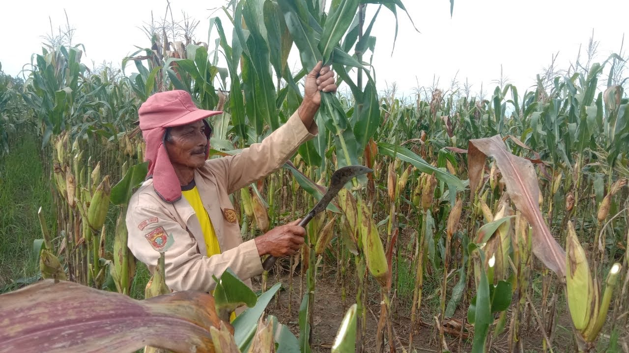 WAKTU YANG TEPAT PEMANGKASAN BATANG ATAS JAGUNG BISI 18 - YouTube