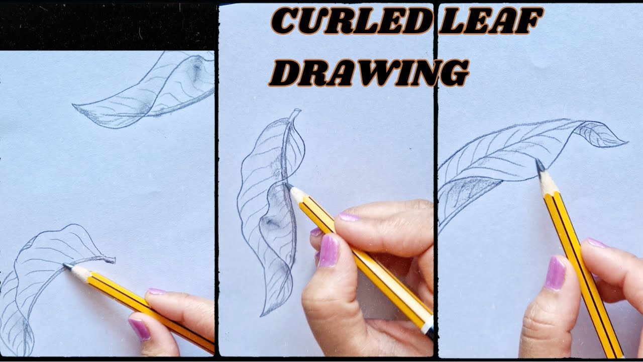 How to draw curled leaf | Easy pencil sketch folded leaves| A Beginner ...