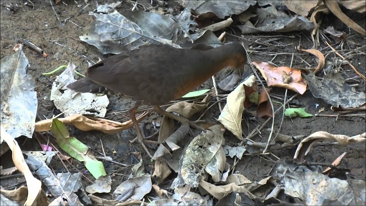 Band bellied Crake - YouTube
