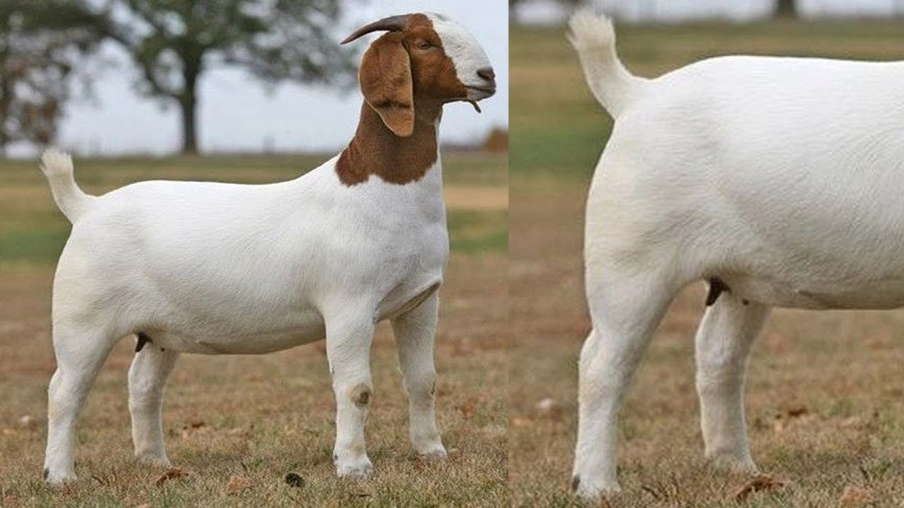 South African Boer Goat Origin | goat Milk | Sale Goat Business Profit ...
