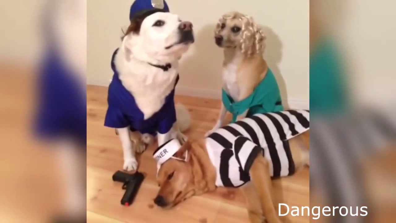 Funny Animals Vines Compilation | Funniest Animal Videos | *Try Not To ...