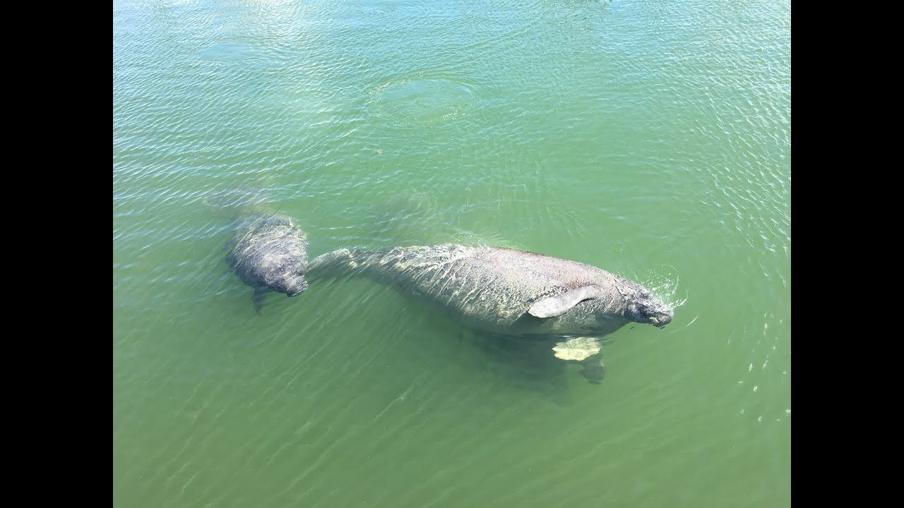 Manatee Encounter in the Keys - YouTube