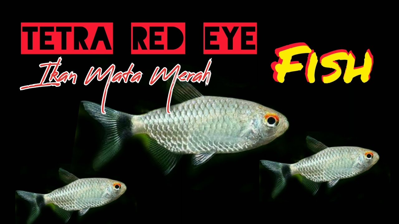 Ikan Tetra Mata Merah - Tetra Red Eye Fish - si Cantik Mewah for # ...