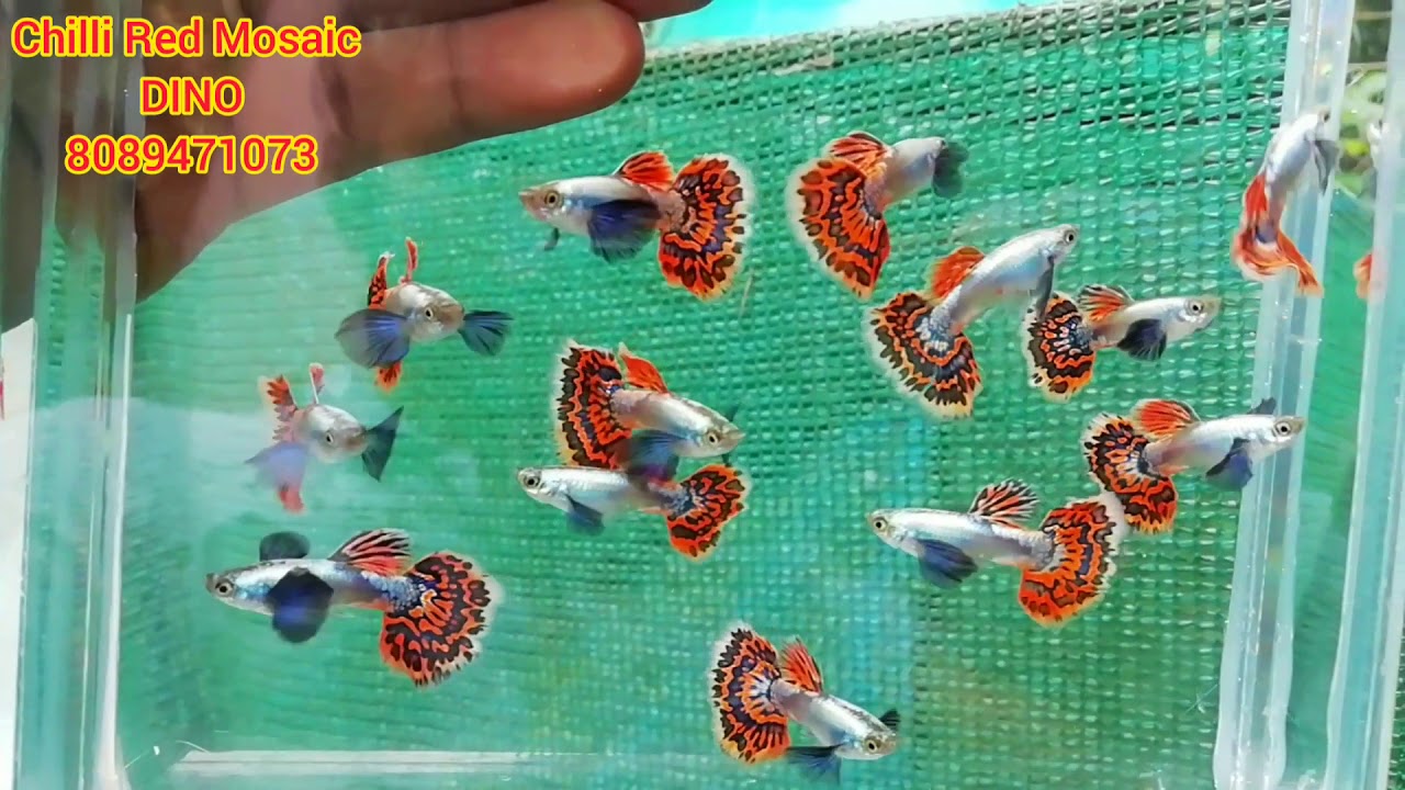Chilli Red Mosaic Guppy - YouTube