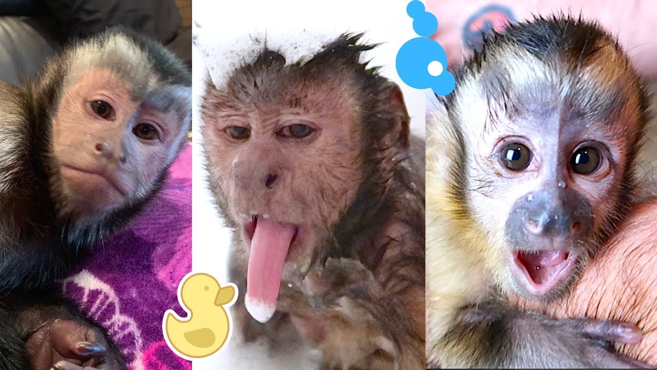 Triple Monkey BATH TIME! (LIVE) - YouTube