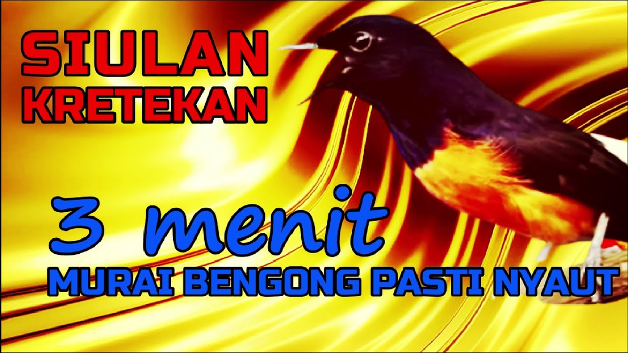 SIULAN & KRETEKAN MURAI BATU‼️‼️ 3 menit murai BENGONG pasti nyaut ...