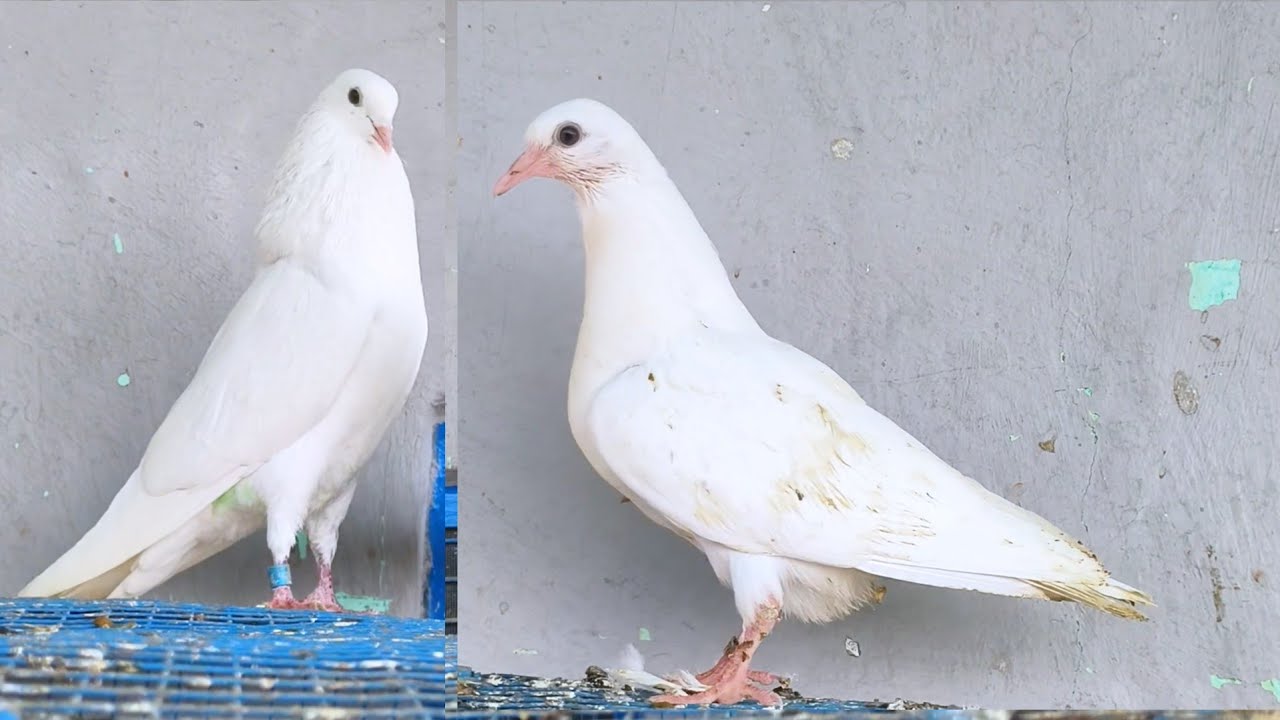 Champion Bloodline Baby Pigeon Goldy Delhi || 9690790152 || - YouTube