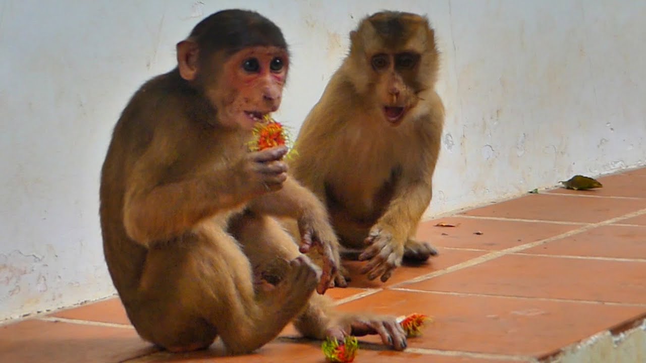 Monkey Baloo eat Rambutan and play with best friend very happy - YouTube