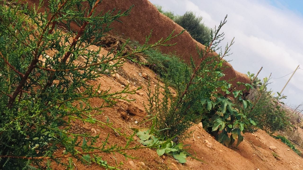 #Shorts -vidéo ARTigmmi Ait Milk ali faiq & Amarg - YouTube