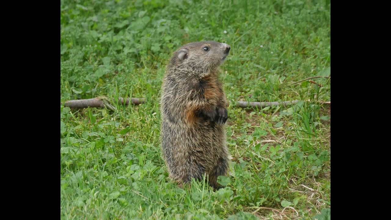 Groundhog Encountering a Struggle - YouTube