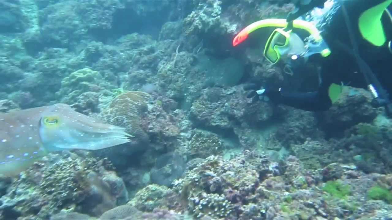Scuba Diving Kenting 2/28, 2012 - YouTube