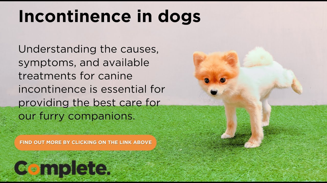 Incontinence in Dogs - YouTube