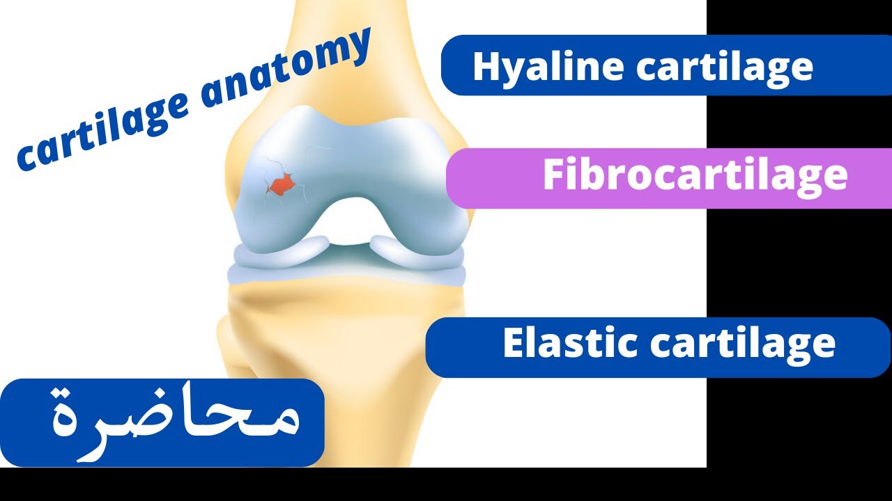 3- anatomy of cartilage شرح - YouTube