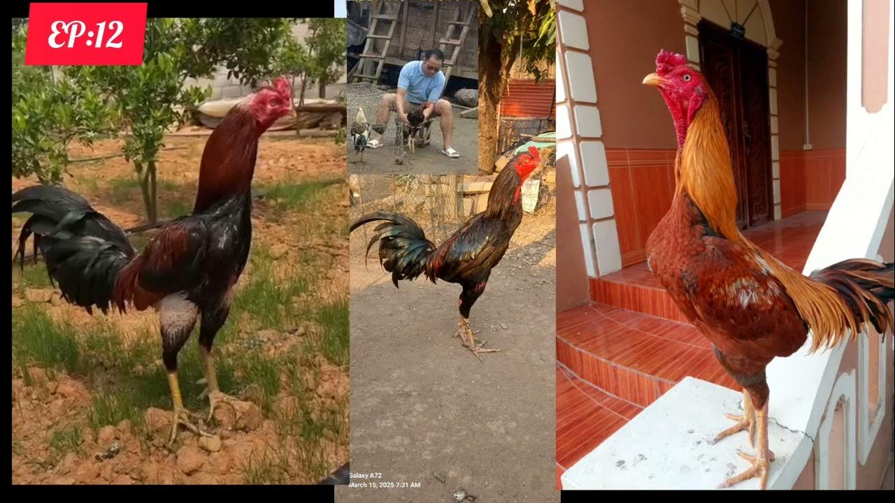 Kev cai kom tau qaib keej yog cais li no nawb - YouTube