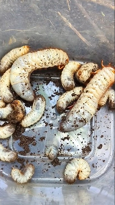 SERU! Berburu ulat larva kumbang tanduk - short video #snailhunter ...