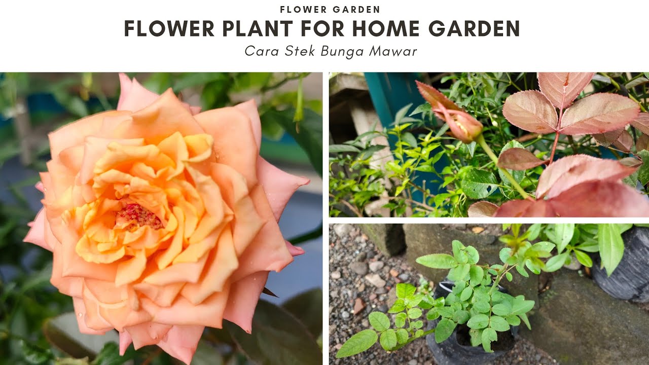 #Gardening222 : Cara Stek Bunga Mawar - Flower Plant For Home Garden ...