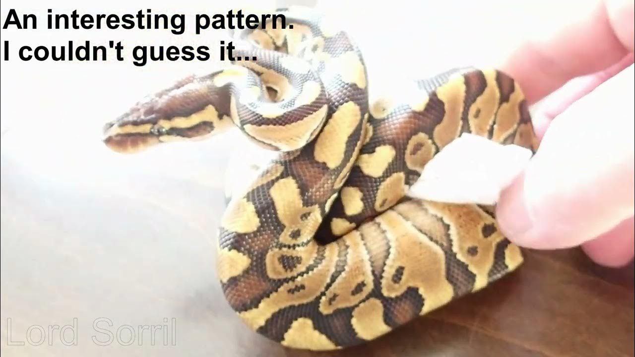 Ball Python Unboxing 06NOV2024 - YouTube