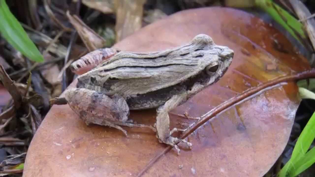 Physalaemus cuvieri canto - YouTube
