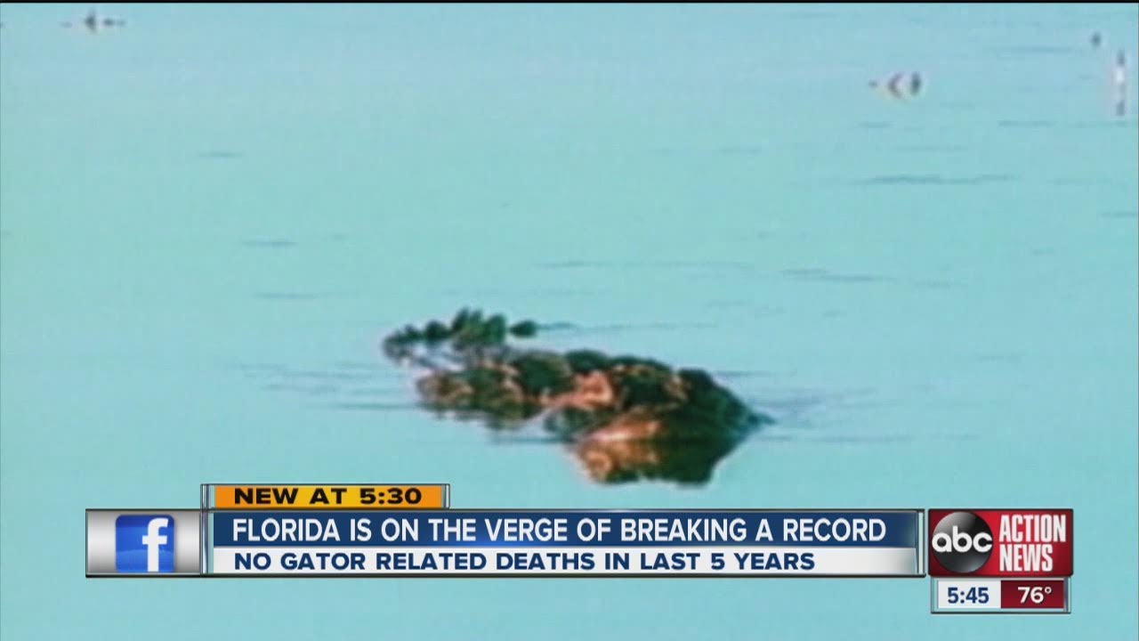 No recent alligator deaths in Fla. - YouTube