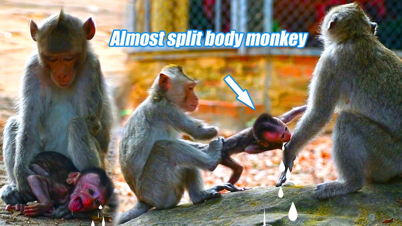 Grab cute baby Deco from mom almost spit body - YouTube