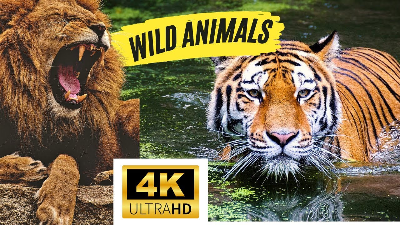 4k wild Animal Video Nature Ultra HD| Africa wild animal Documentary #wildanimals # ...