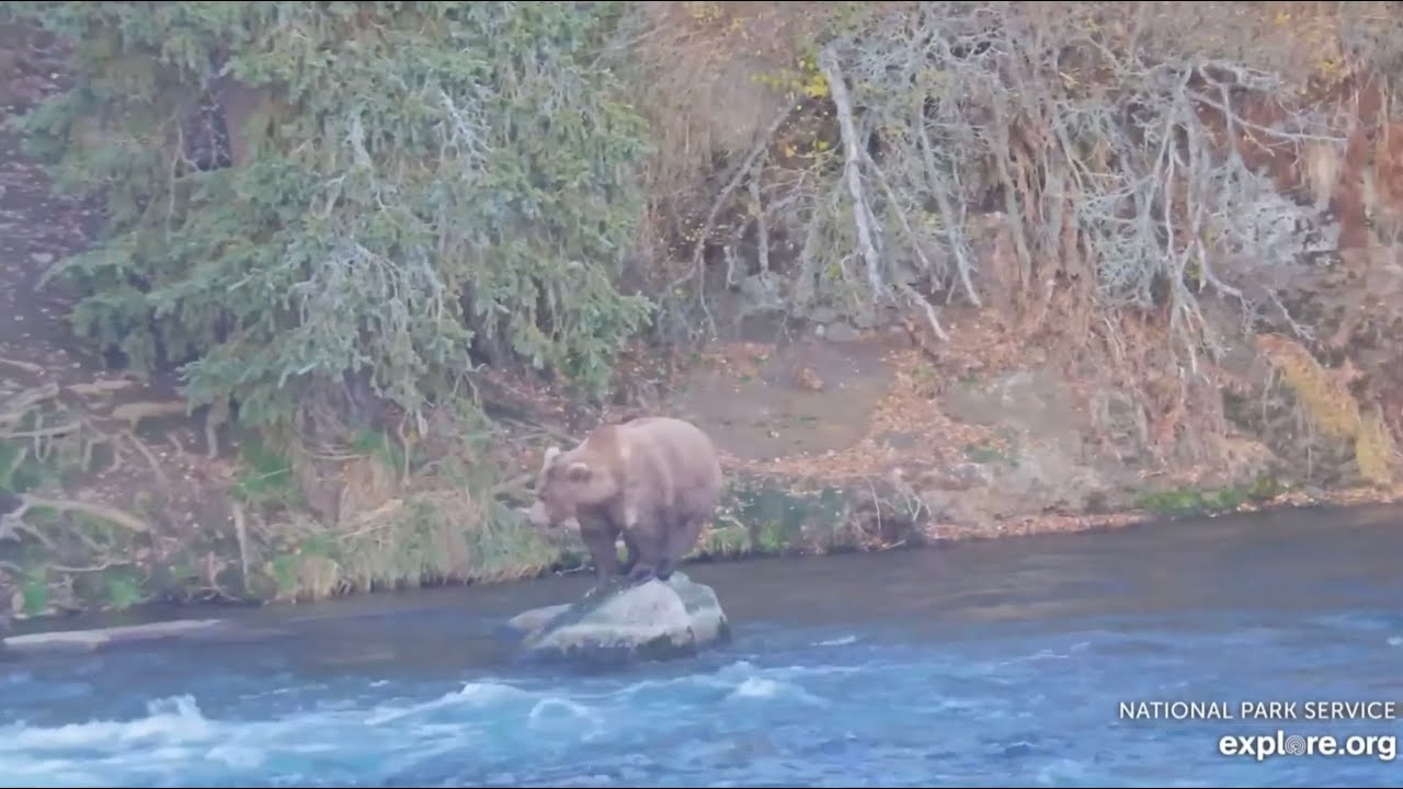 Bear 901 Searches the River From Her Favorite Rock Perch BF 10/15/2024 ...