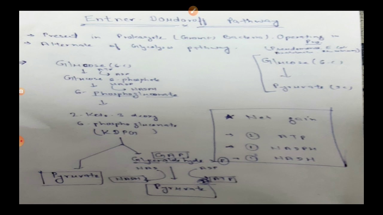 ED Pathway, Plant Physiology - YouTube