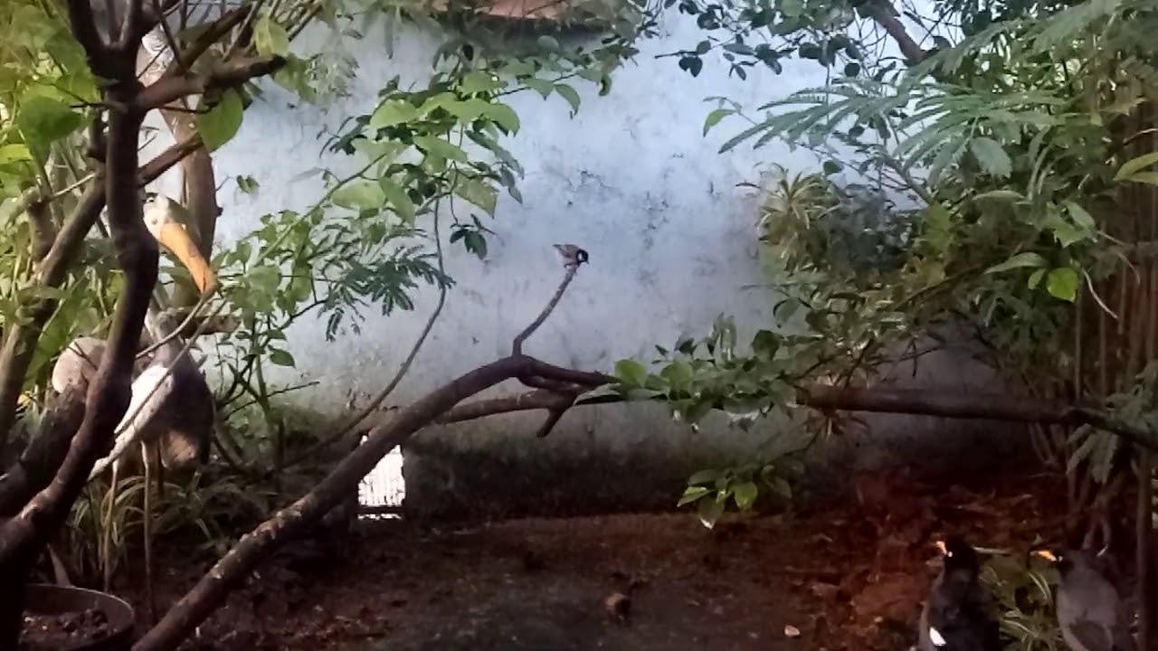 Kandang aviary minimalis - YouTube